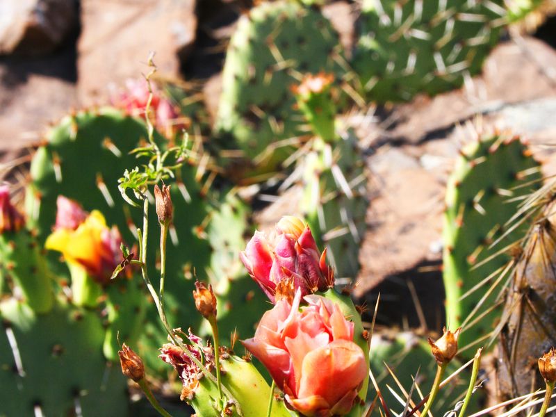 Cacti blooming in California. Spotted it while on a hike | Smithsonian ...