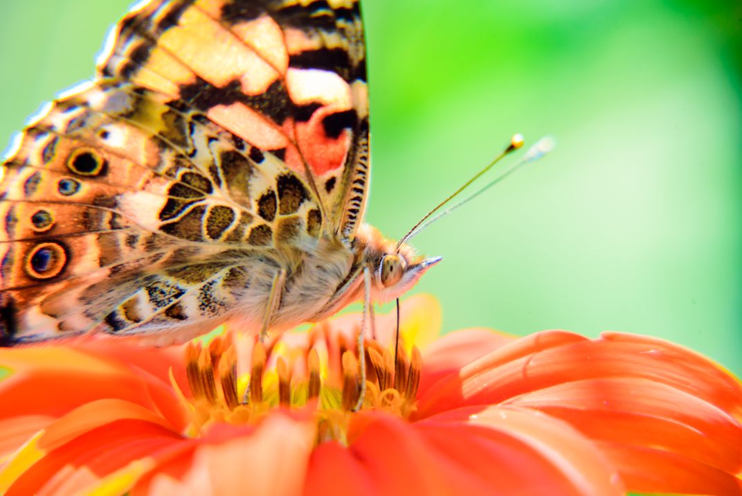 The Butterfly | Smithsonian Photo Contest | Smithsonian Magazine