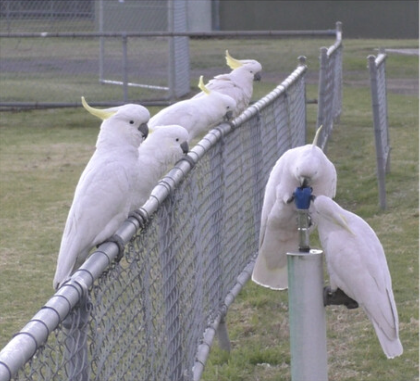 These Australian Cockatoos Learned to Operate Drinking Fountains With ...