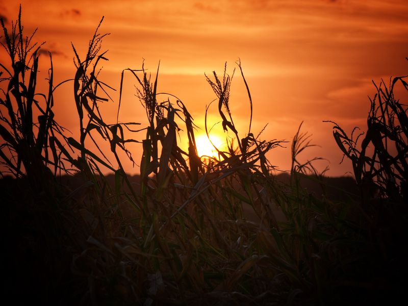 Iowa Corn at Sunset | Smithsonian Photo Contest | Smithsonian Magazine