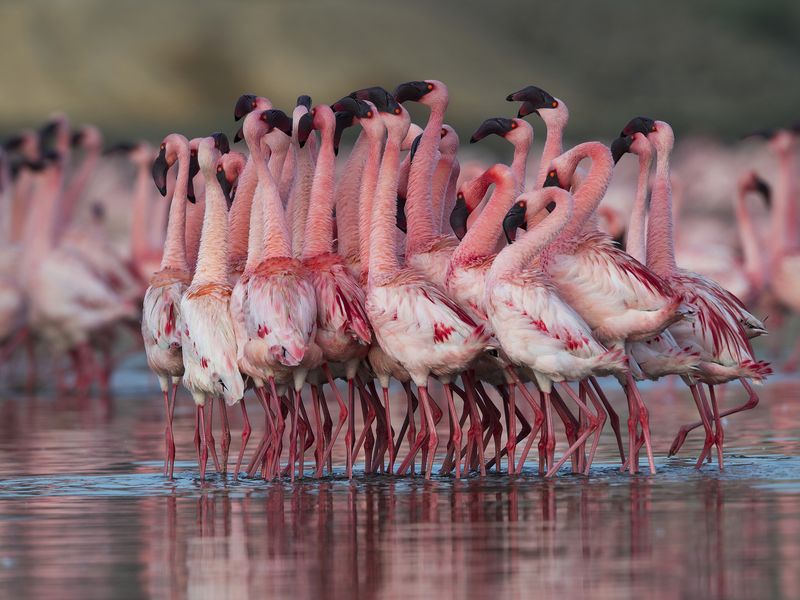 Courtship dance of lesser flamingo | Smithsonian Photo Contest ...