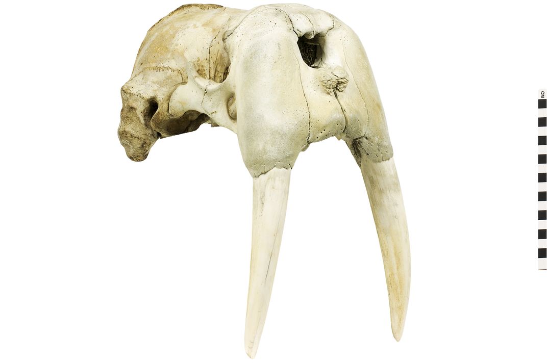 Meet the Museum Director Who’s Wild About Walruses | Smithsonian Voices ...