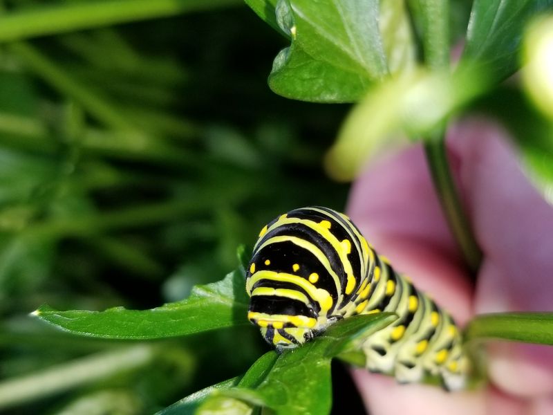 Day of the Caterpillar. | Smithsonian Photo Contest | Smithsonian Magazine
