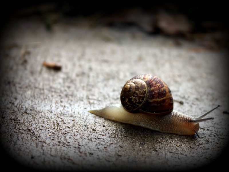Snail after the rain storm. | Smithsonian Photo Contest | Smithsonian ...