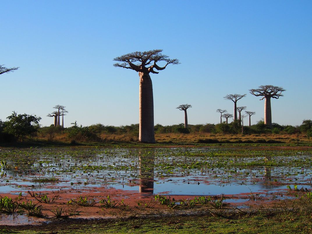 Baobab trees | Smithsonian Photo Contest | Smithsonian Magazine