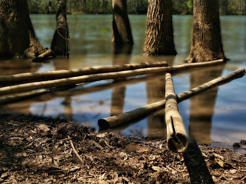 Broken logs on the shoreline. | Smithsonian Photo Contest | Smithsonian ...