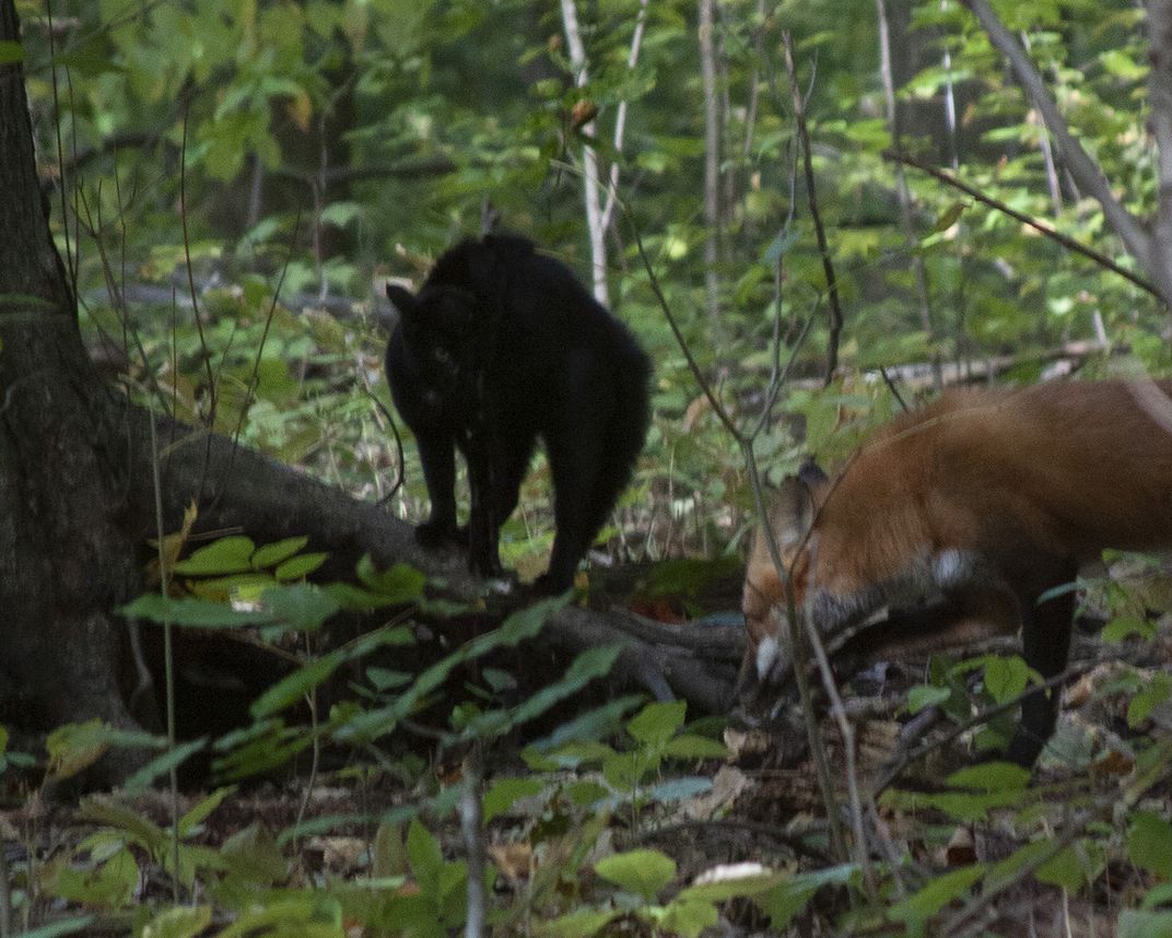 A red fox comes across a feral cat in North Chagrin Reservation, Ohio ...