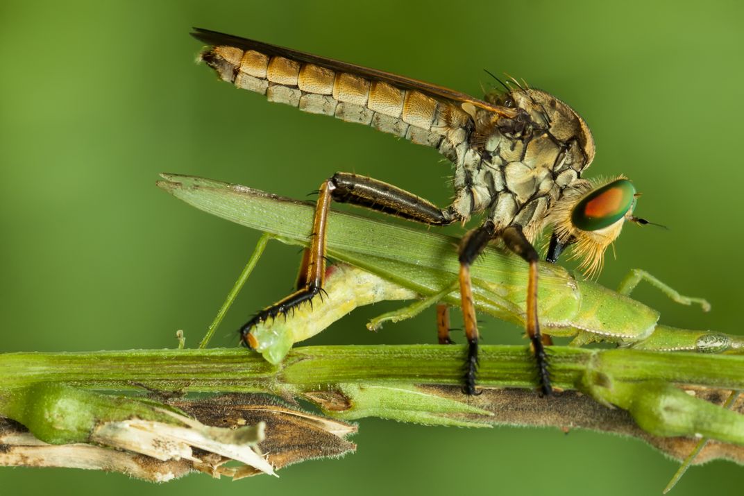 Voracious insect. the larger prey. | Smithsonian Photo Contest ...