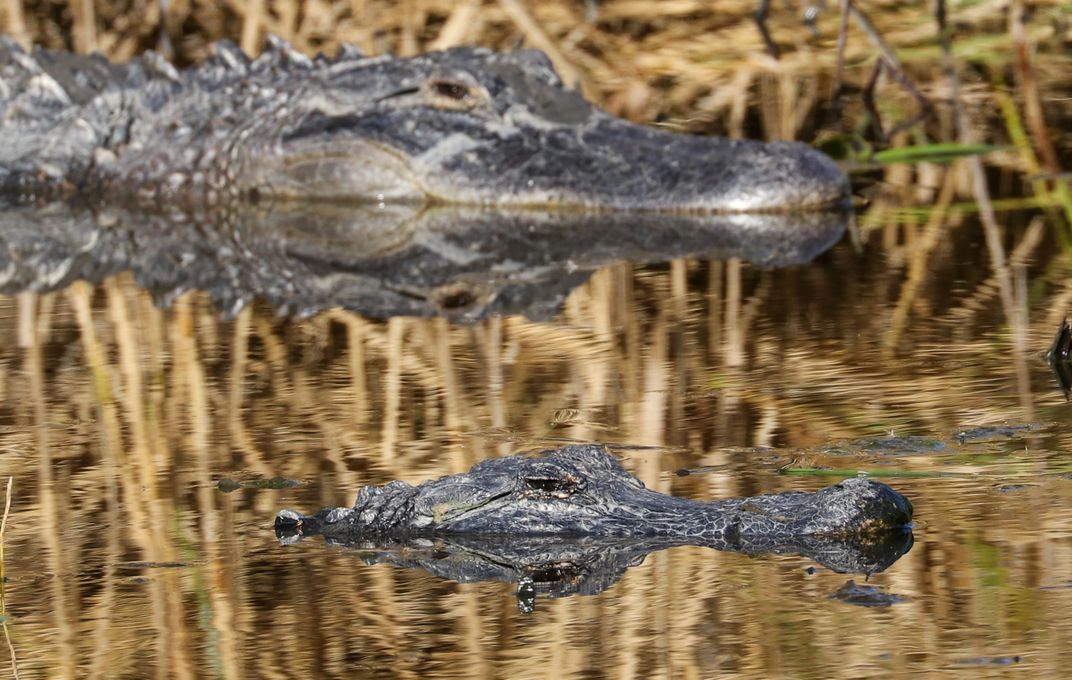 Alligator | Smithsonian Photo Contest | Smithsonian Magazine