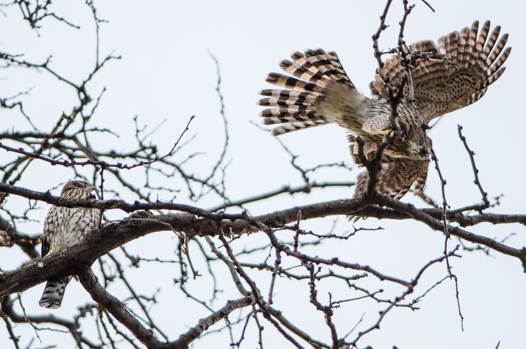 Curious juvenile Cooper's Hawks in a neighbor's tree. | Smithsonian ...