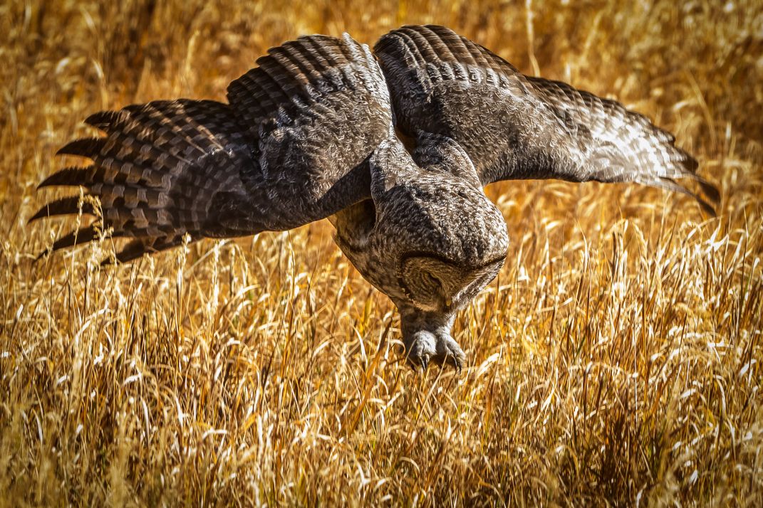 Great grey owl pounce | Smithsonian Photo Contest | Smithsonian Magazine