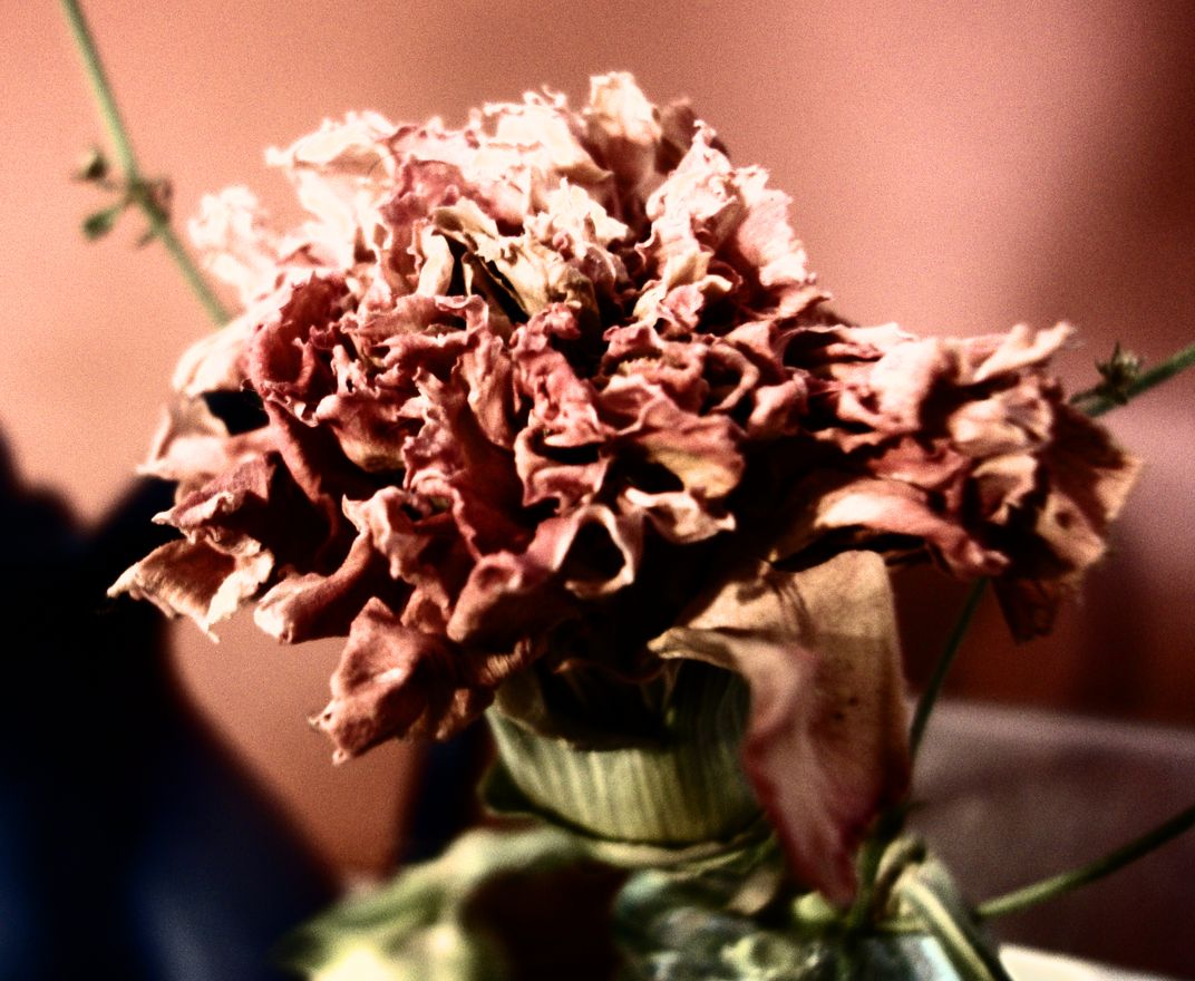 A lost Flower | Smithsonian Photo Contest | Smithsonian Magazine