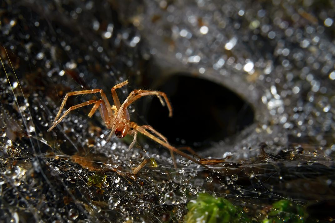 Spider Skin | Smithsonian Photo Contest | Smithsonian Magazine