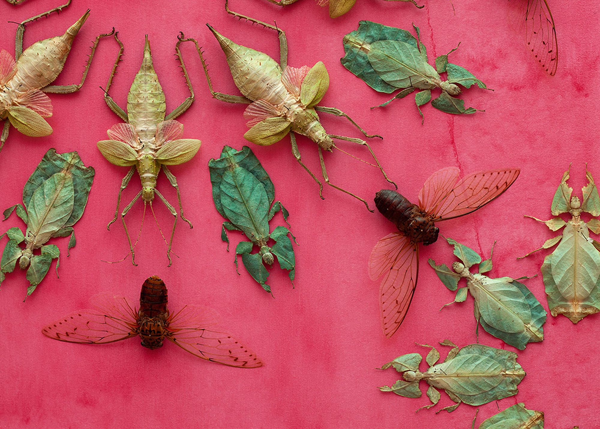 How Thousands of Dead Bugs Become a Mesmerizing Work of Extraordinary ...
