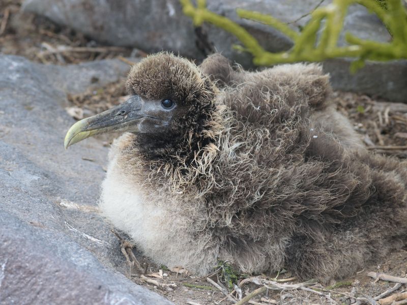 Baby Condor on Galapagos Islands | Smithsonian Photo Contest ...