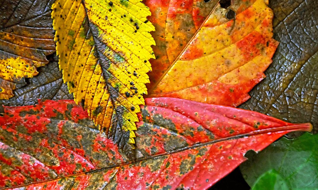 Autumn Leaves | Smithsonian Photo Contest | Smithsonian Magazine