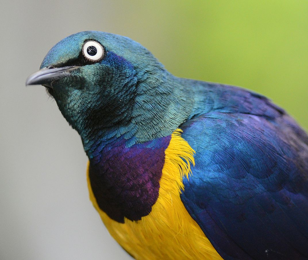 Golden Breasted Starling, National Aviary, Pittsburgh, PA | Smithsonian ...