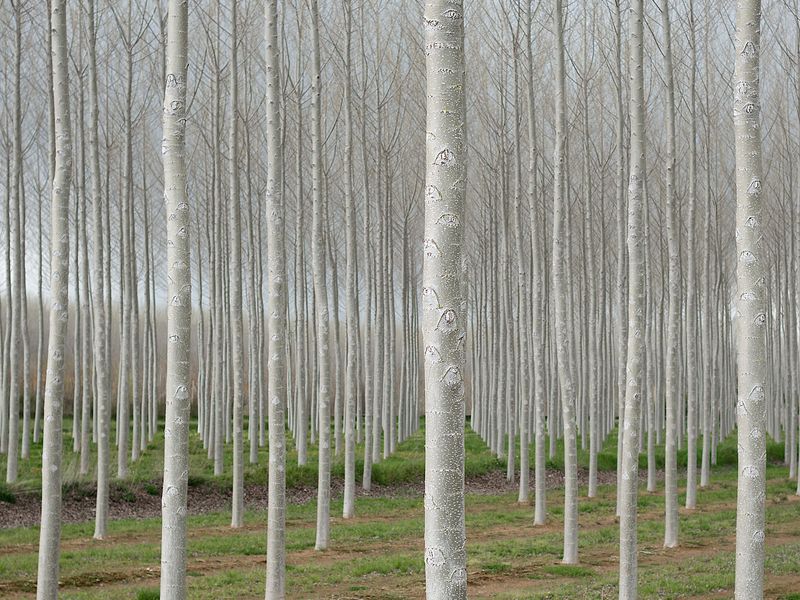 Geometry in unnatural nature. | Smithsonian Photo Contest | Smithsonian ...