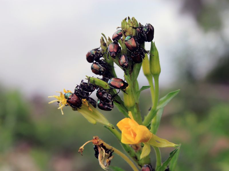 Beetles on flower | Smithsonian Photo Contest | Smithsonian Magazine
