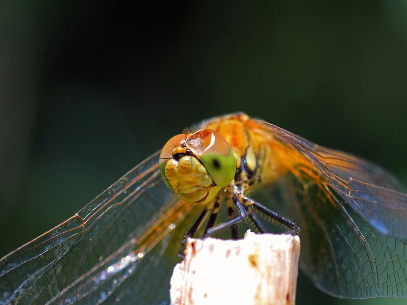 Head On Collision! This poor dragonfly sure has a nasty bump on his ...