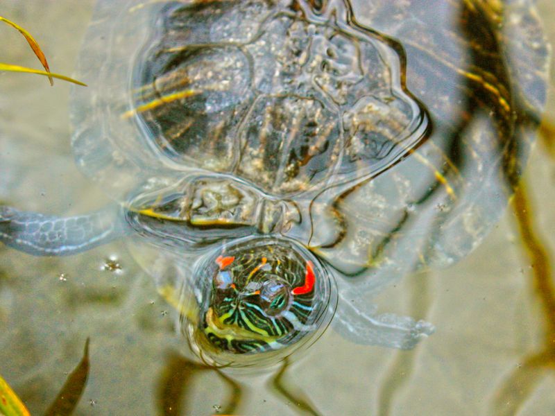 Turtle | Smithsonian Photo Contest | Smithsonian Magazine