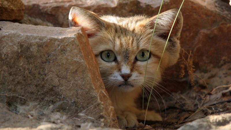 Sand Cat Pet