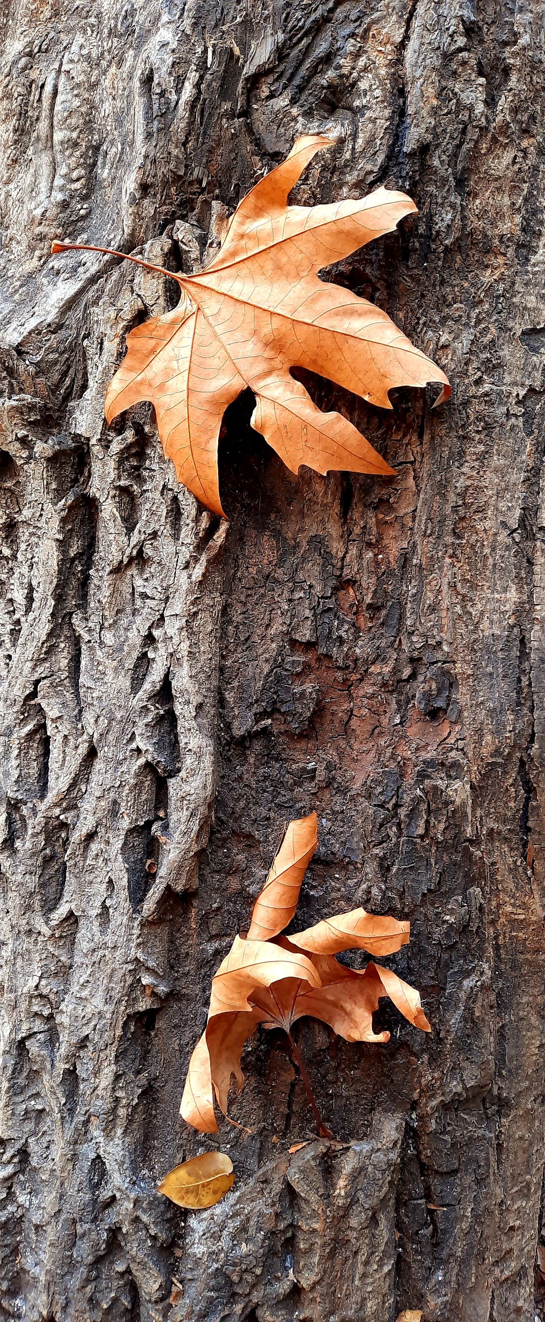 Autumn leaves on the tree trunk | Smithsonian Photo Contest ...