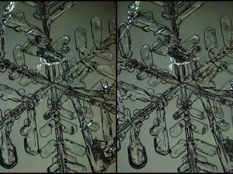 Dendrite snowflake in 3D | Smithsonian Photo Contest | Smithsonian Magazine
