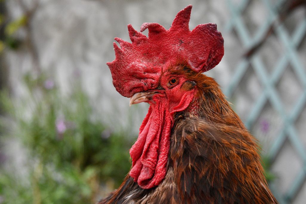 french rooster