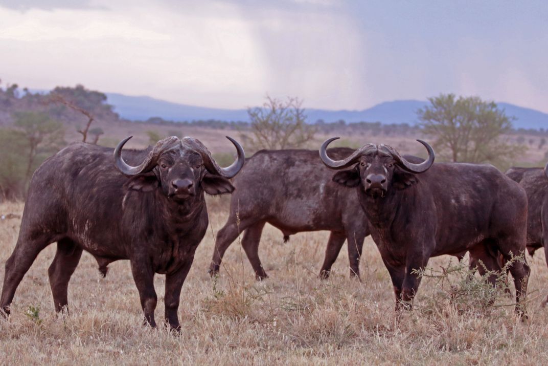 Cape Buffalo on a Stormy Day | Smithsonian Photo Contest | Smithsonian ...
