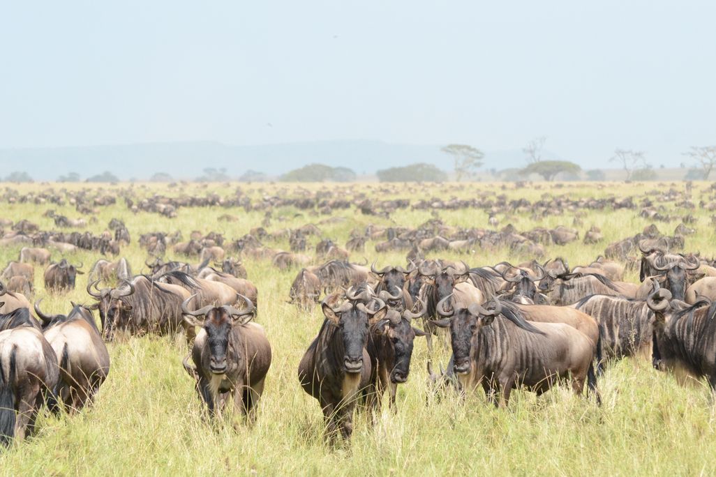 How Noisy Males Control the Gnu’s Cycle
