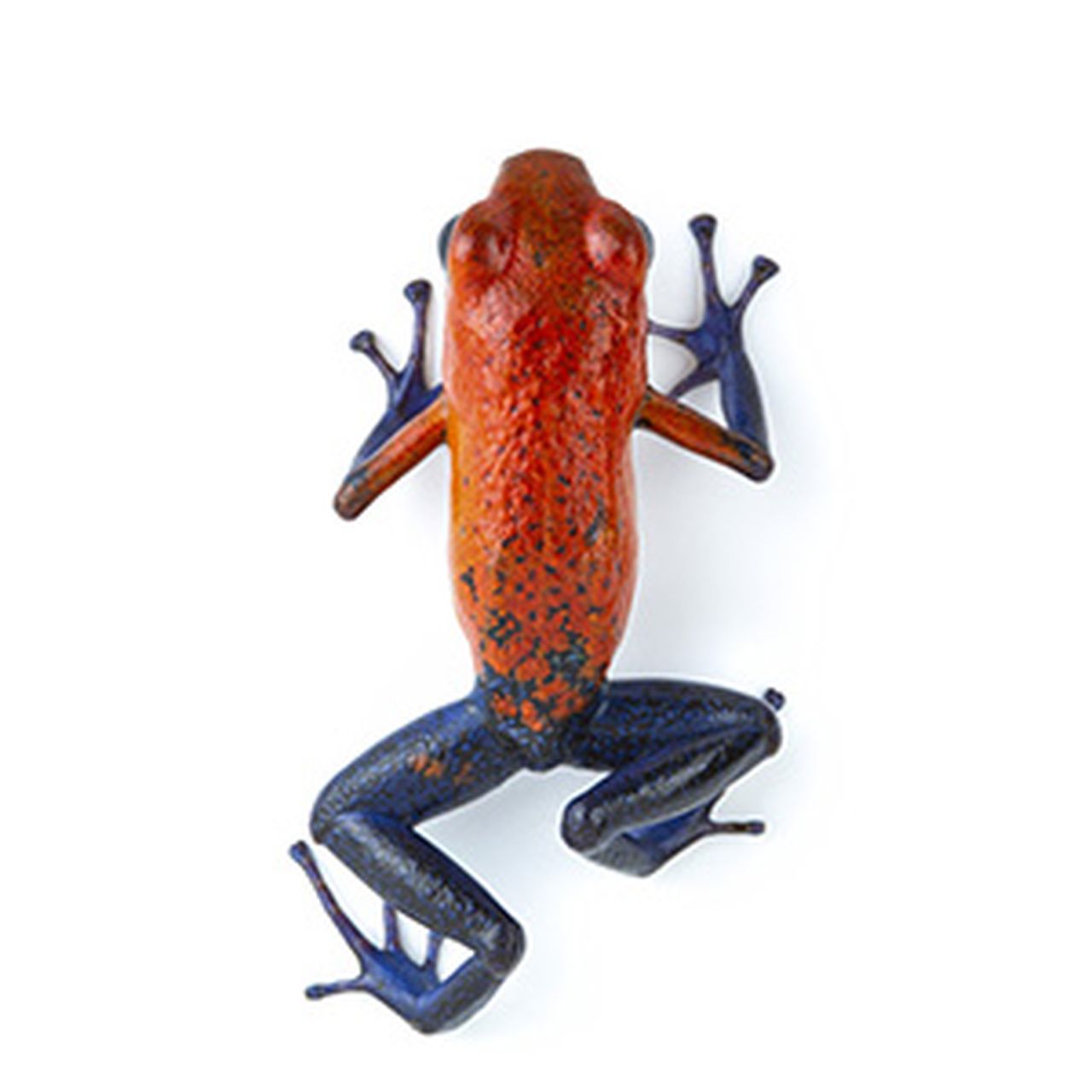 Why Are Poison Dart Frogs Colorful