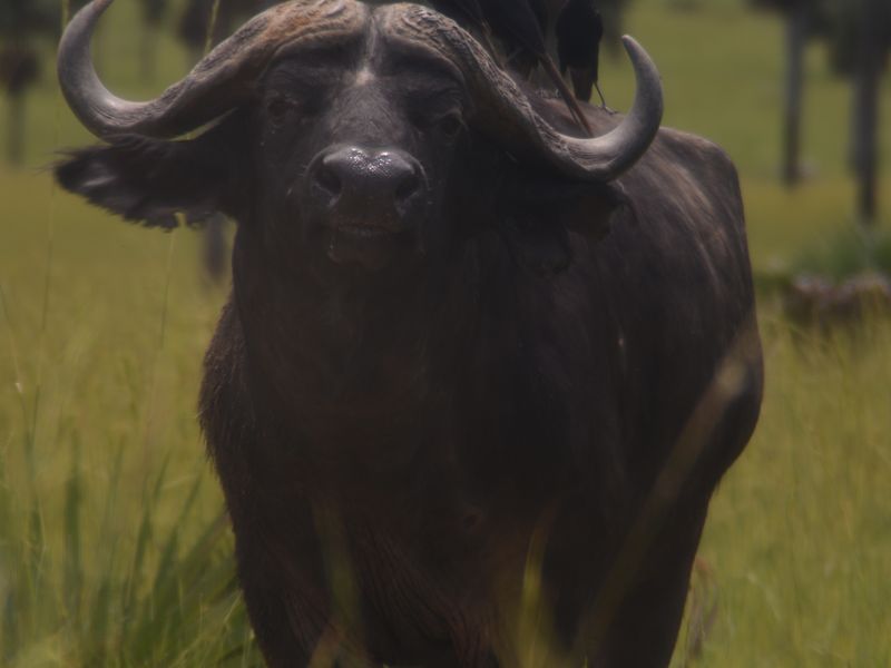 HappySmile of the African Water Buffalo | Smithsonian Photo Contest ...
