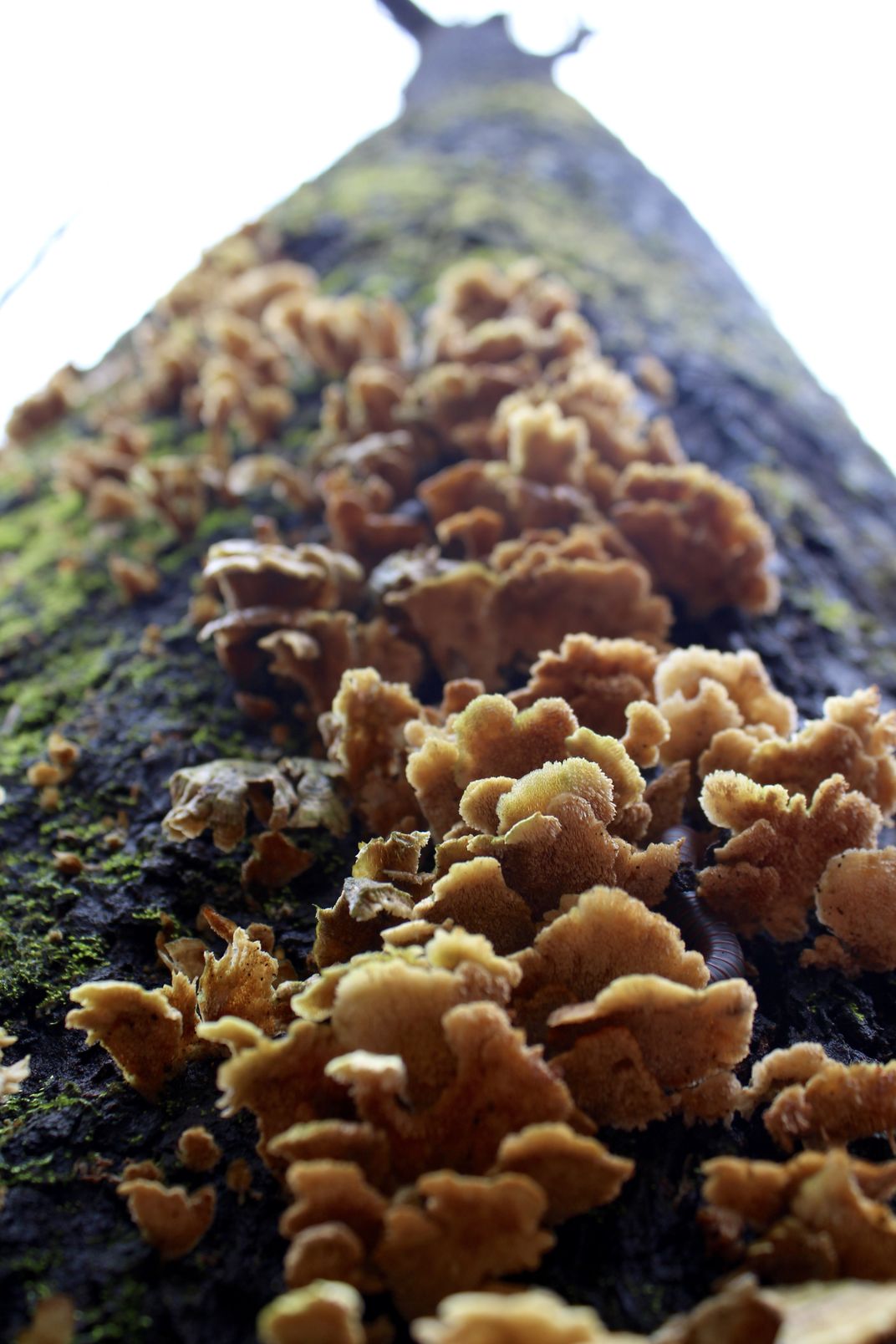 Mossy Mushroom Tree | Smithsonian Photo Contest | Smithsonian Magazine