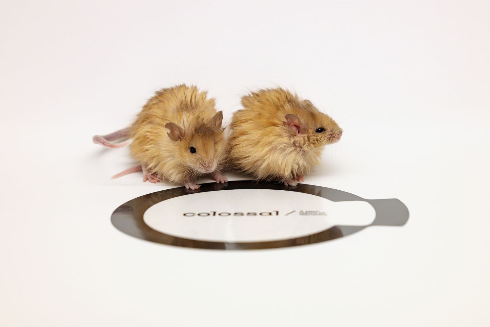 Biotech Company Creates 'Woolly Mouse' as a Step in Its Quest to ...