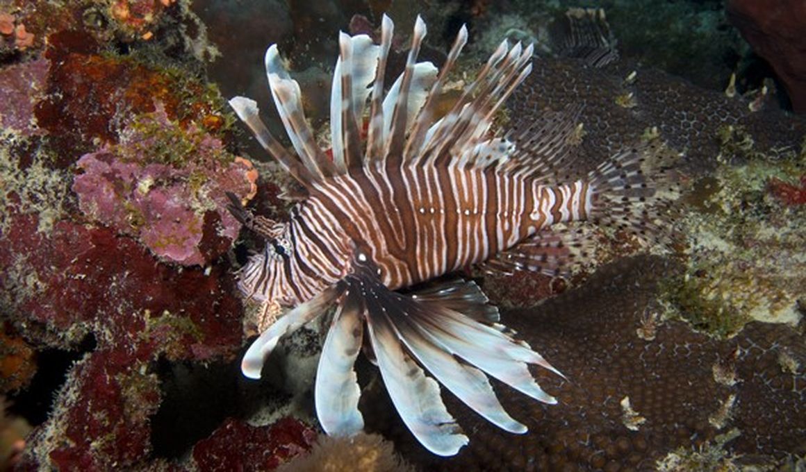 National Museum of Natural History Blog | Smithsonian Magazine