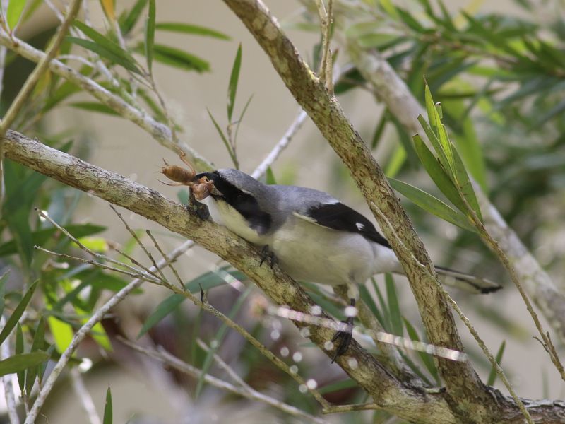Loggerhead Shrike | Smithsonian Photo Contest | Smithsonian Magazine