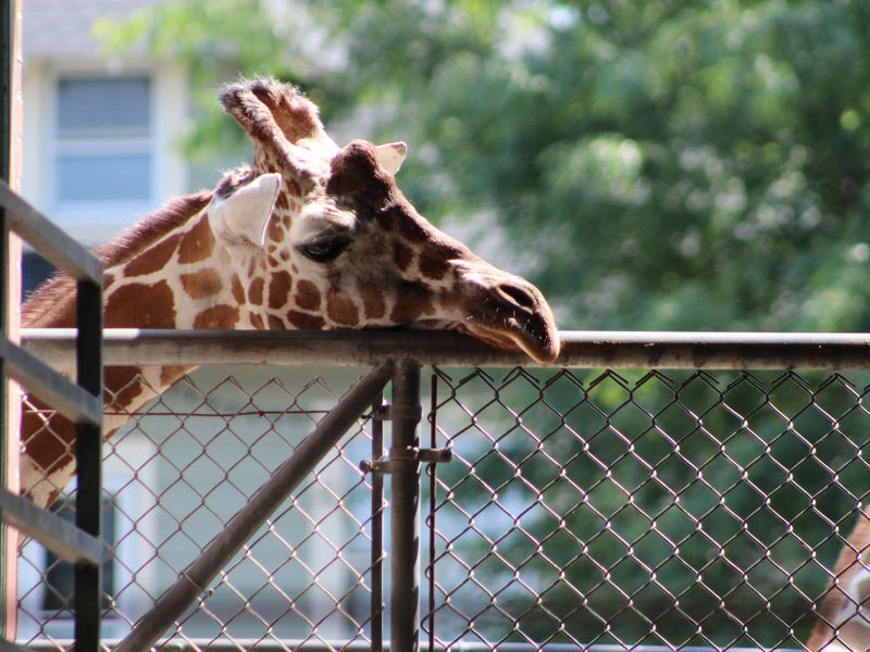 A giraffe looks into his house from the outside yard | Smithsonian ...