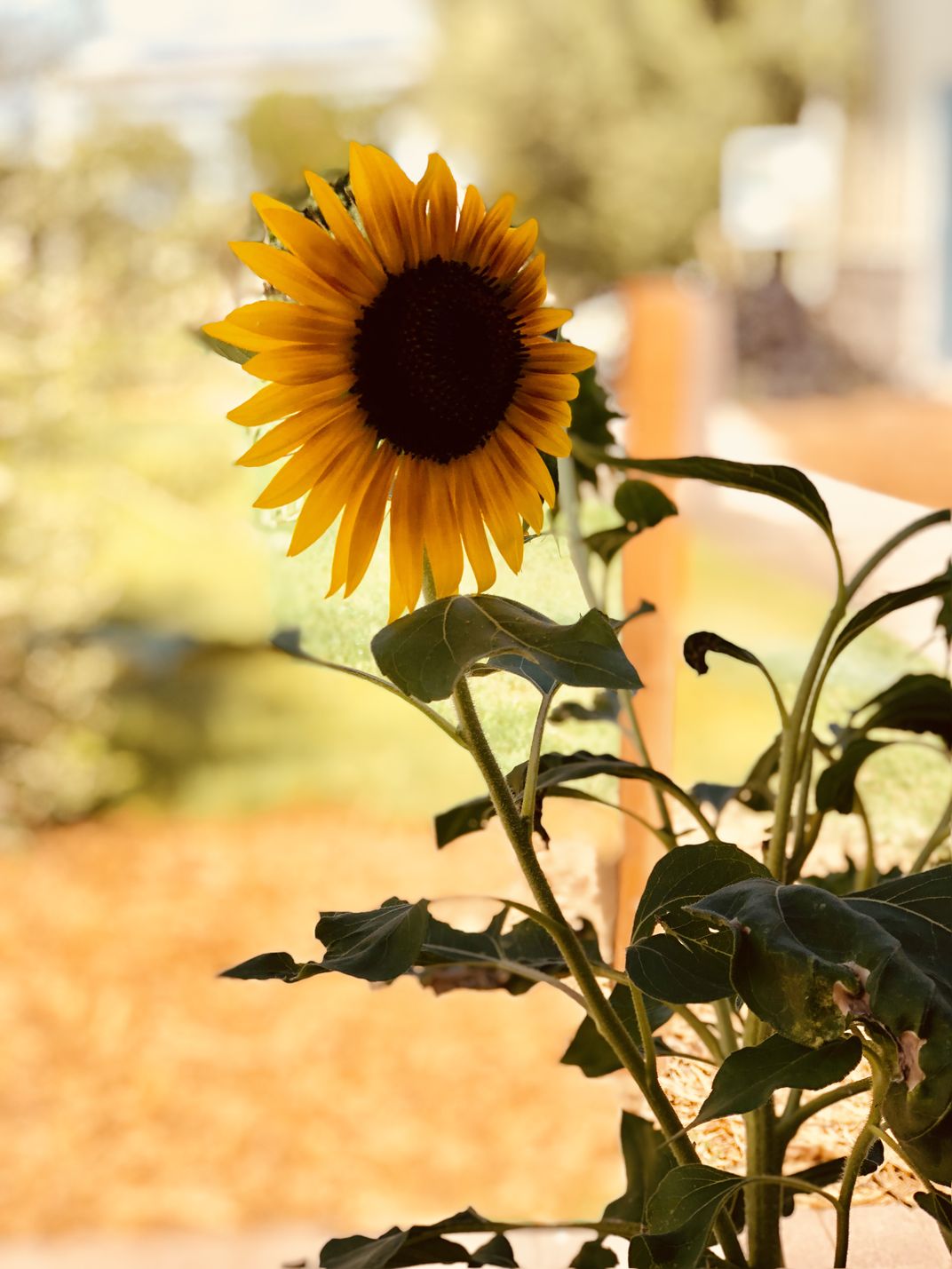 Sunflower | Smithsonian Photo Contest | Smithsonian Magazine