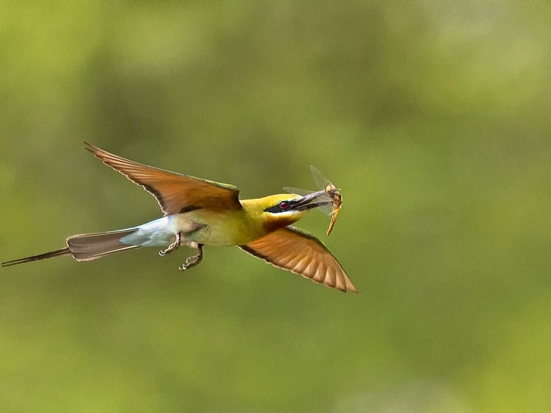 Flying Bee Eater with catch | Smithsonian Photo Contest | Smithsonian ...