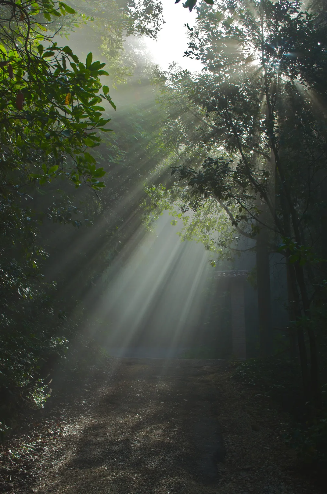 Sunlight filtering through fog and trees, Monteluco, Italy ...