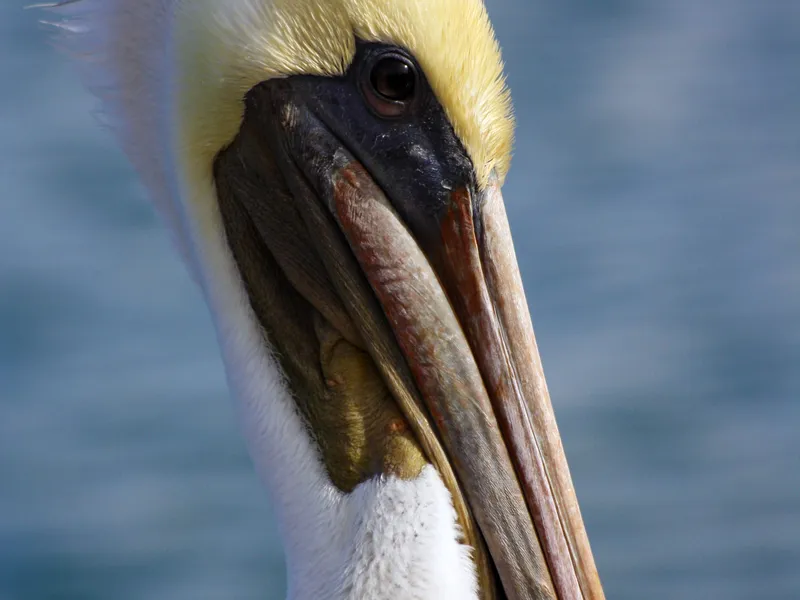 Pelican Portrait | Smithsonian Photo Contest | Smithsonian Magazine