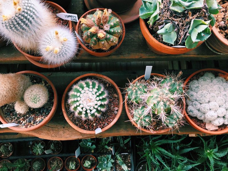 Cacti - Chicago Plant Shop | Smithsonian Photo Contest | Smithsonian ...