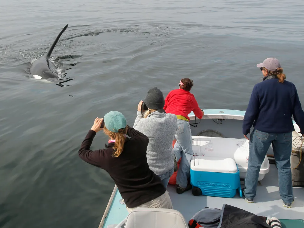 The Curious Case of 'Old Thom,' an Orca Traveling Alone in the North ...