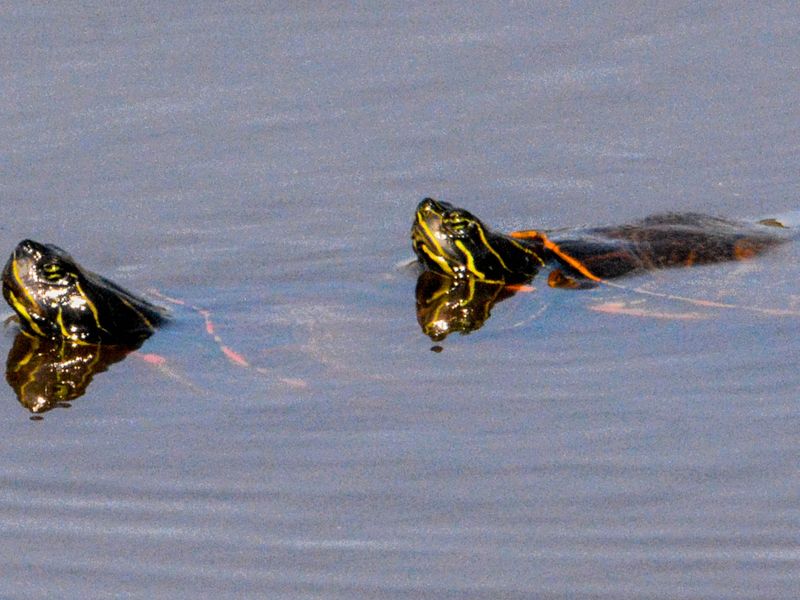 Double Turtle | Smithsonian Photo Contest | Smithsonian Magazine