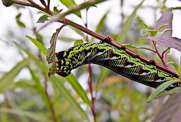 Caterpillar eating | Smithsonian Photo Contest | Smithsonian Magazine