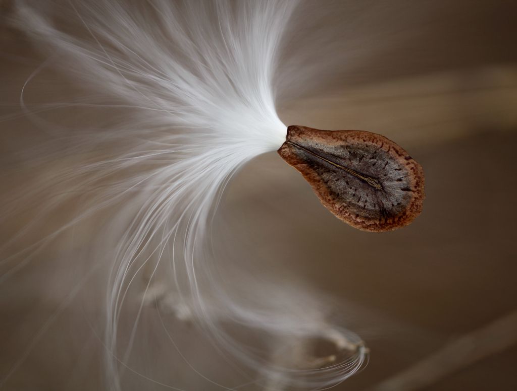 Milkweed seed portrait. | Smithsonian Photo Contest | Smithsonian Magazine