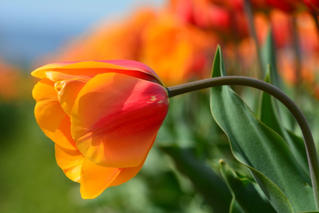 Spring has Sprung! | Smithsonian Photo Contest | Smithsonian Magazine