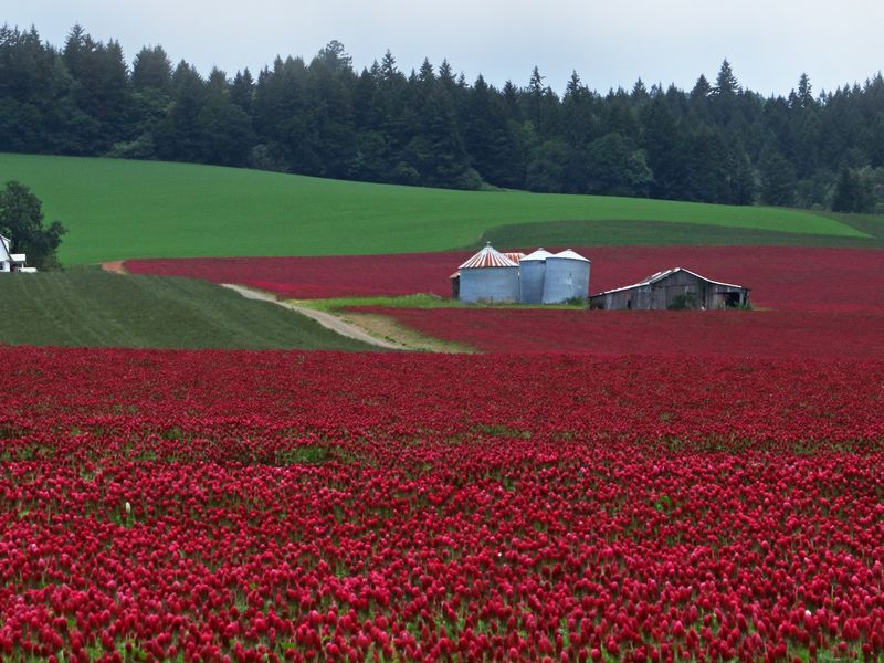 Red Clover Field | Smithsonian Photo Contest | Smithsonian Magazine