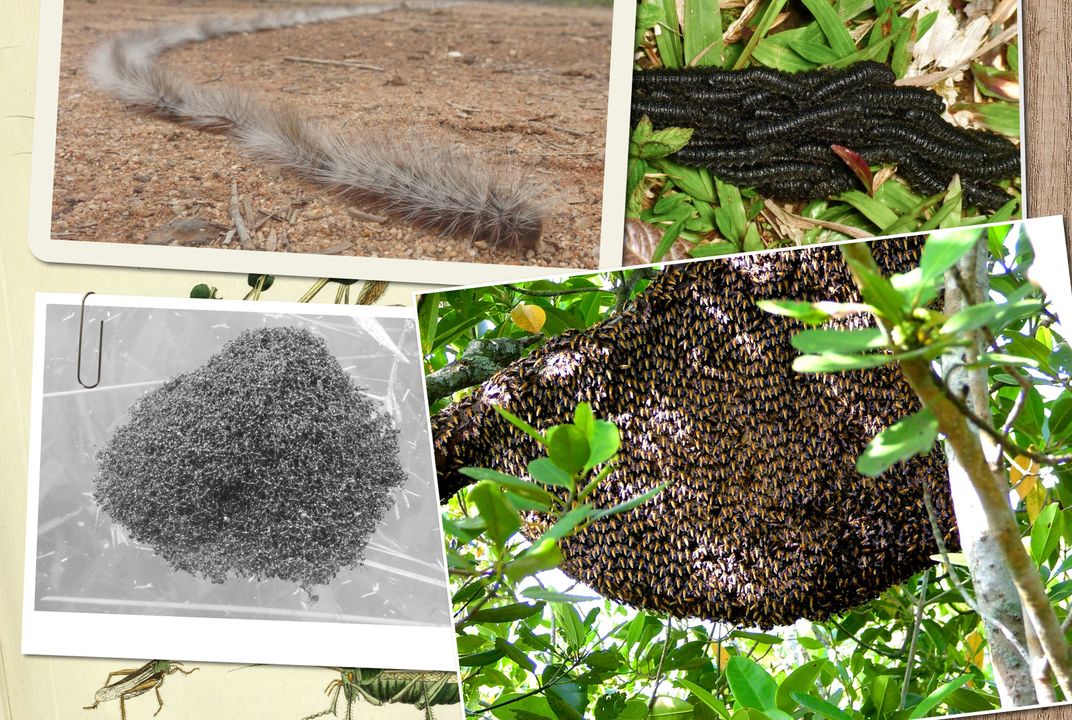 burrowing insects examples